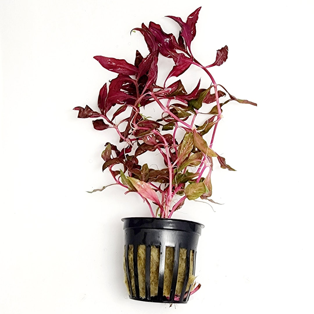 Potted Scarlet Temple Plant, Alternanthera Reineckii, Live Aquarium ...