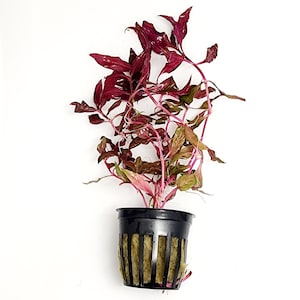 B2g1free Potted Scarlet Temple Plant, Alternanthera Reineckii Stem Low ...