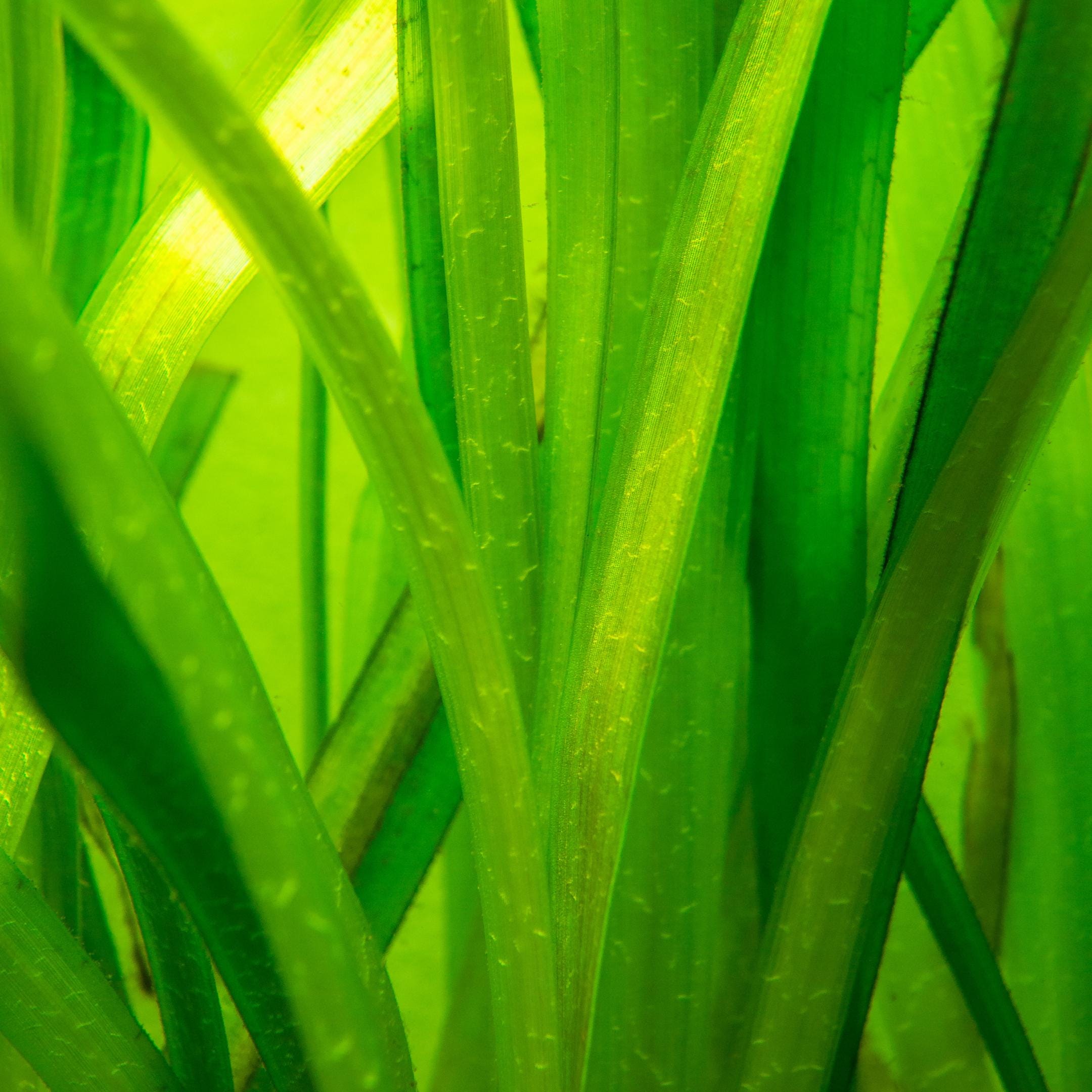 Jungle Val Plant (3x Plants), Vallisneria Gigantea, Live Aquarium ...