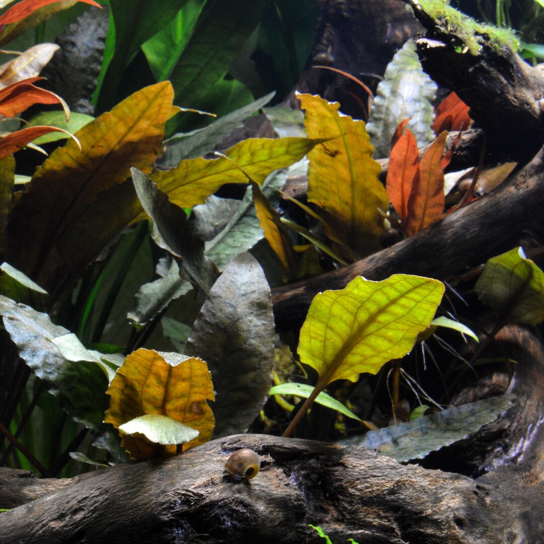 B2g1free Potted Red Crypt Wendtii, Slow Growing Low Tech Live ...