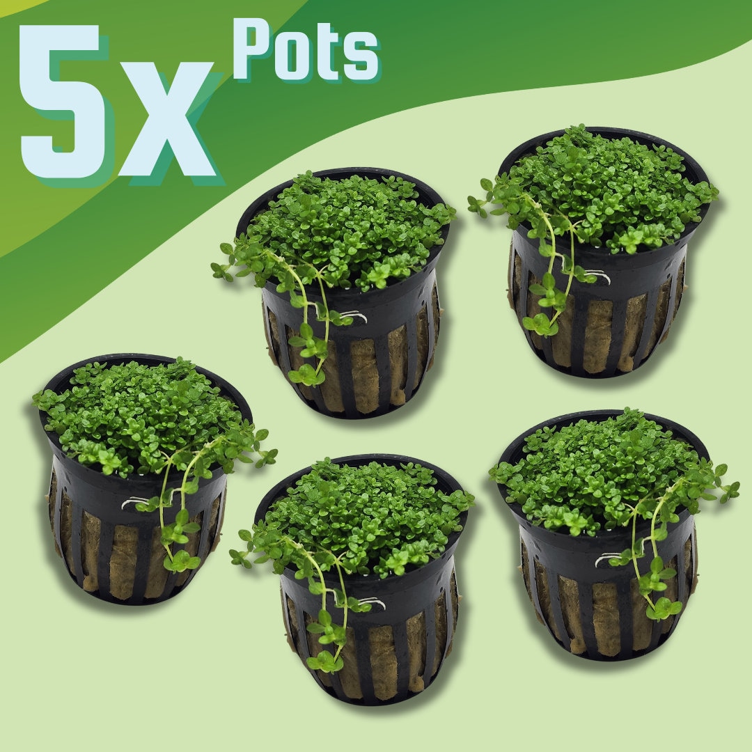 BULK 5X POTS Dwarf Baby Tears, Creeping Low Tech Live Freshwater ...