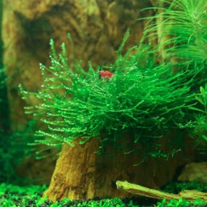 Java Moss Golf Ball Portion Low Tech Live Freshwater Aquarium Plant ...