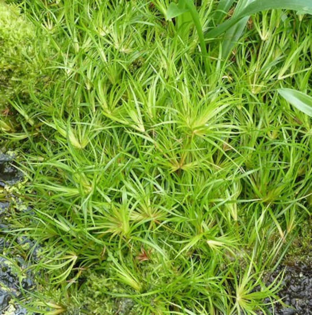 Juncus Repens Plant, Carpeting Creeping Rush Easy Care Low Tech Live ...