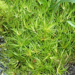 Juncus Repens Plant, Carpeting Creeping Rush Easy Care Low Tech Live ...