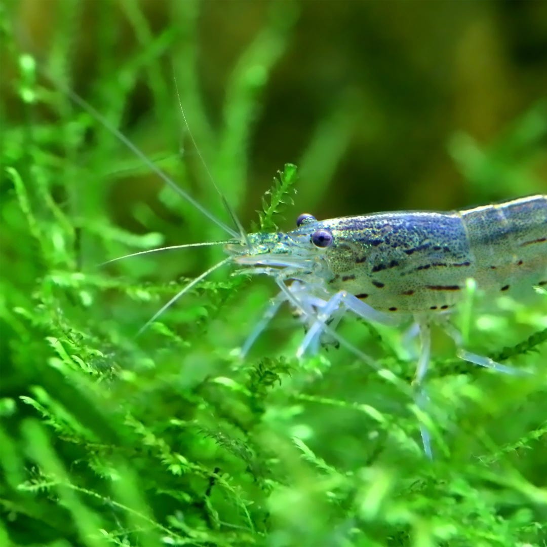 Aquarium 3x Plant Pack: Java Moss, Guppy Grass, Hornwort - Shrimp & Fry ...