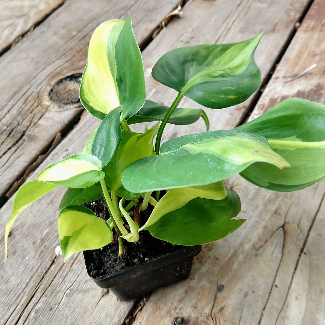 3" Philodendron Brasil Pot, Bog Houseplants for Your Terrarium ...