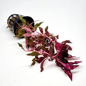 Potted Scarlet Temple Plant, Alternanthera Reineckii, Live Aquarium ...