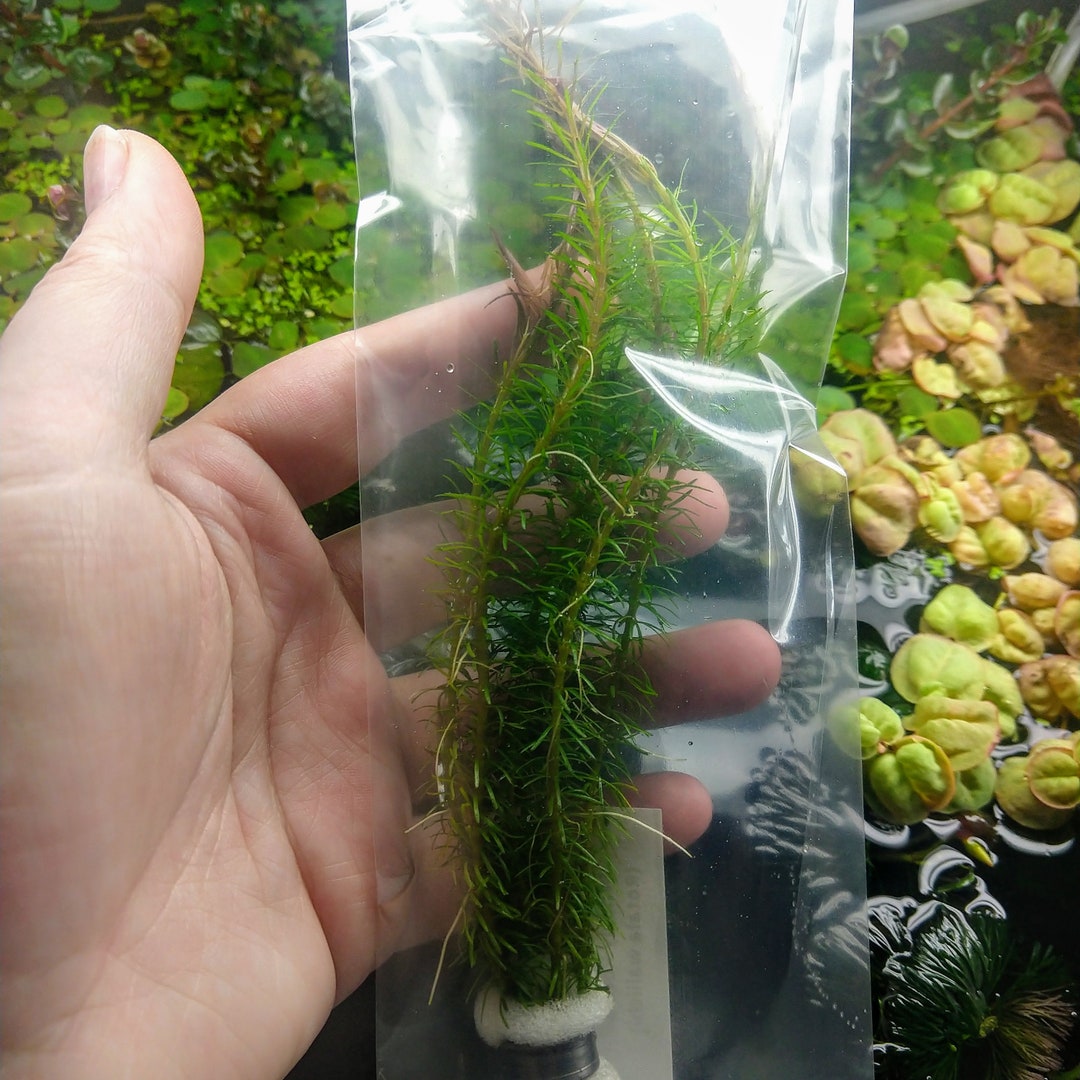 Rotala Wallichi Bunch, Whorly Rotala Stem Low Tech Live Freshwater ...