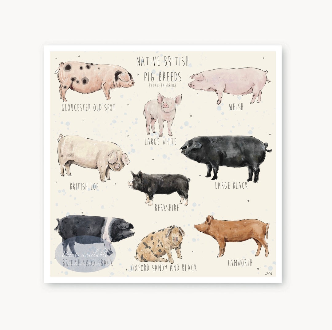 Native British Pig Breeds - Etsy