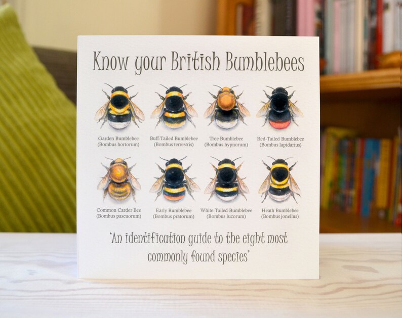 Bumblebee Identification Card and Envelope Featuring Artwork | Etsy