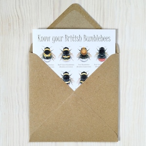 Bumblebee Identification, Card and Envelope, Field Guide, Artwork by ...