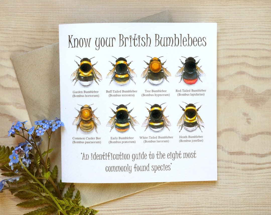 Bumblebee Identification Card and Envelope Field Guide - Etsy