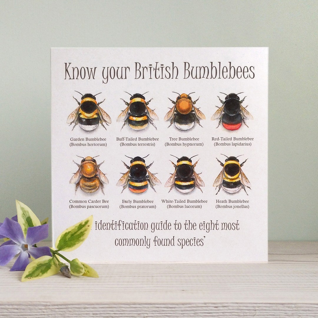 Bumblebee Identification, Card and Envelope, Field Guide, Artwork by ...