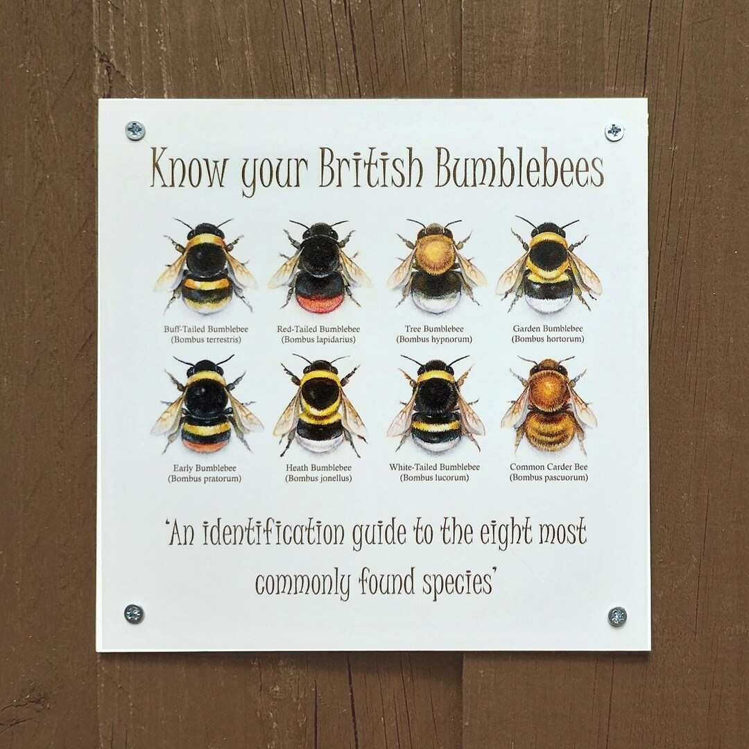 Bumblebee Identification Aluminium Sign. 15 X 15cm for Indoor or ...