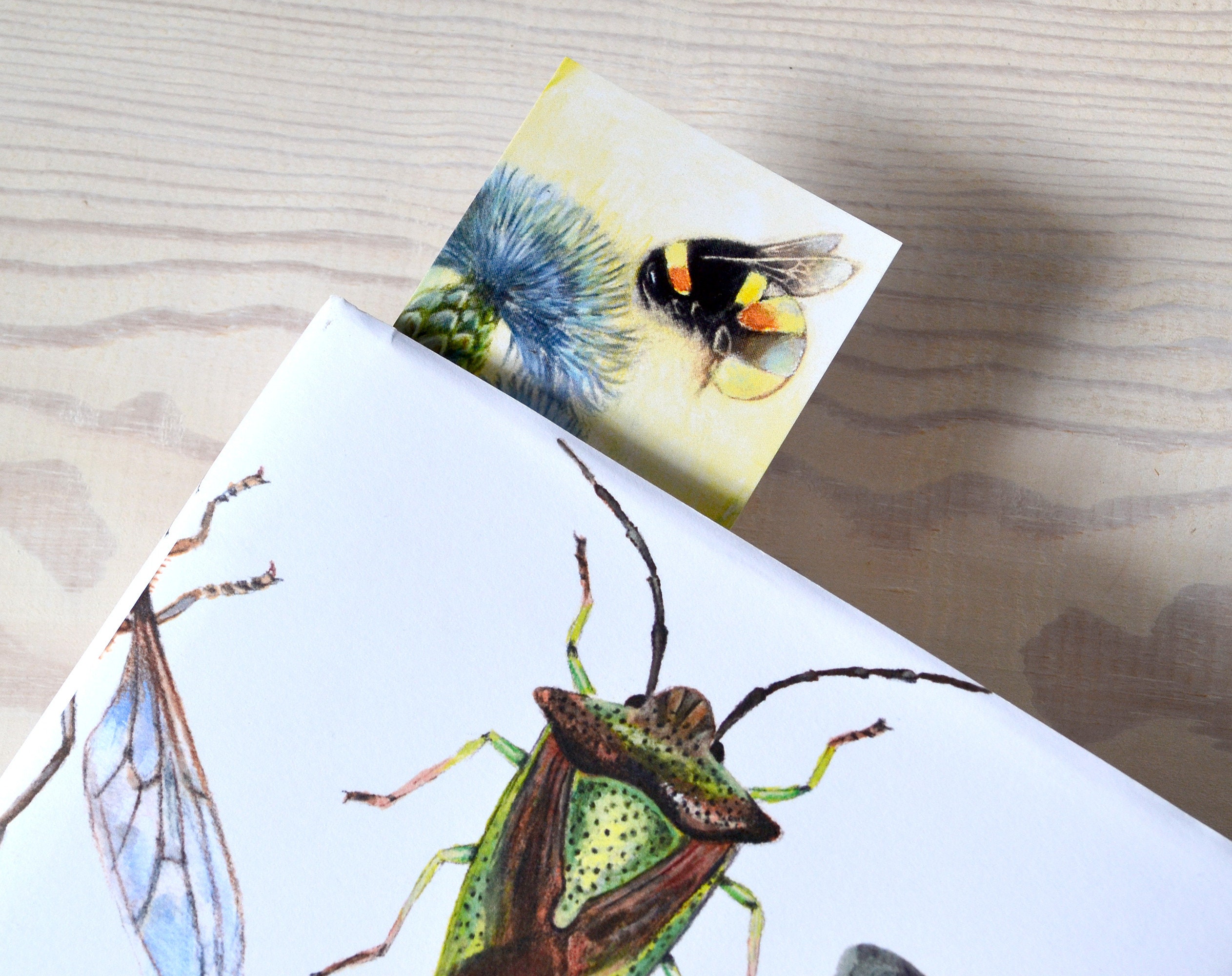 Bumblebee Identification Bookmark, Double Sided, Artwork by Louise Bird ...