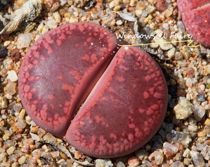 Seeds RARE Lithops Aucampiae Cv. Rudesheim Ruby 10 Seeds / Rare Lithops ...