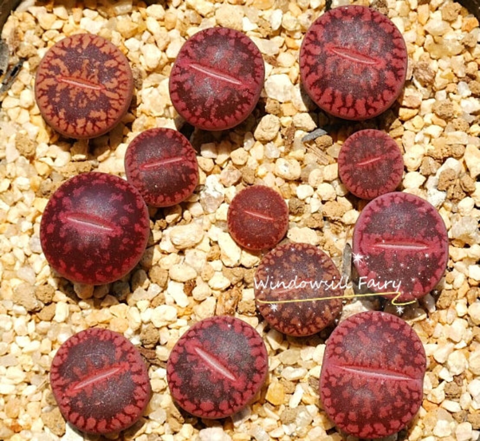 Seeds RARE Lithops aucampiae cv. Rudesheim Ruby 10 seeds | Etsy