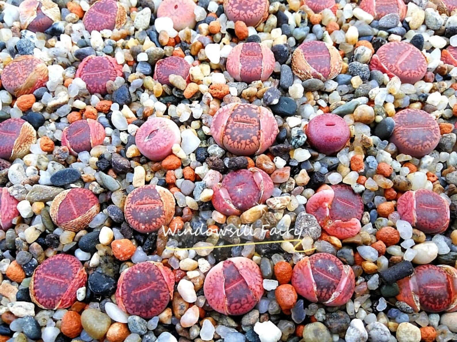 Seeds RARE Lithops aucampiae cv. Rudesheim Ruby 10 seeds | Etsy