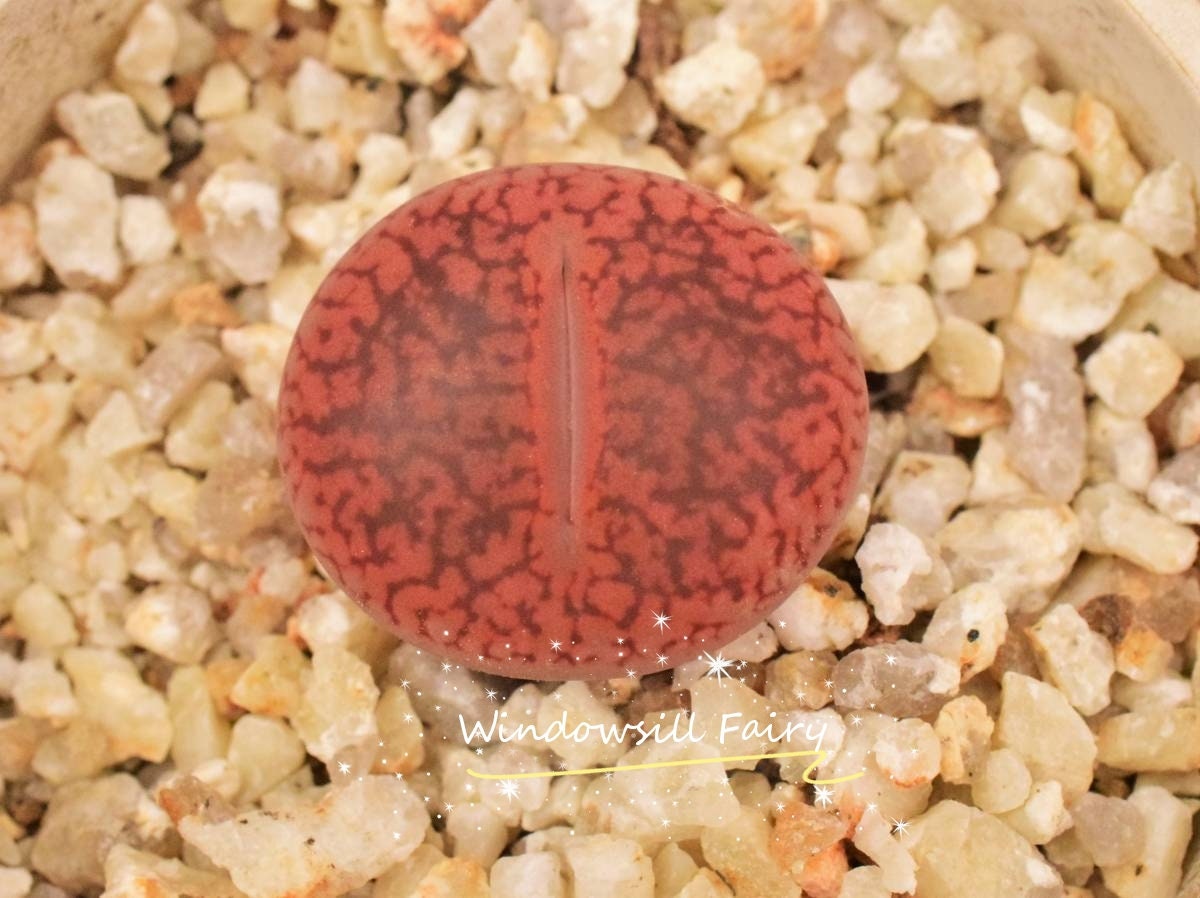 Seeds RARE Lithops aucampiae cv. Rudesheim Ruby 10 seeds | Etsy