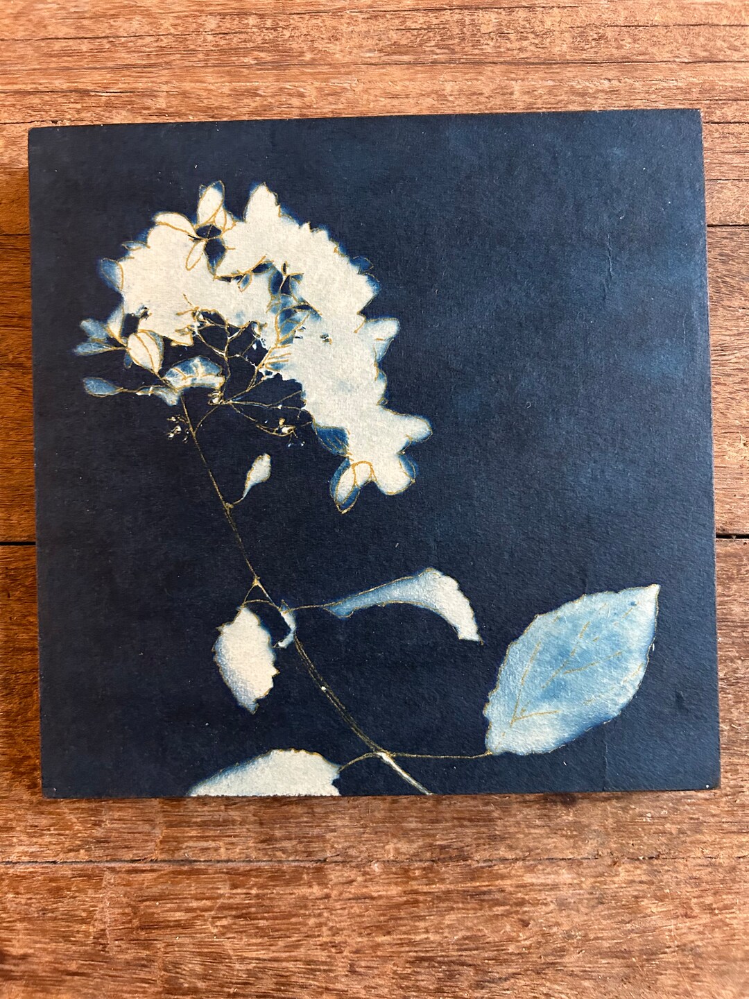Hydrangea 2 Blue Cyanotype Original Handmade Wall Art Michelle Vandyk ...