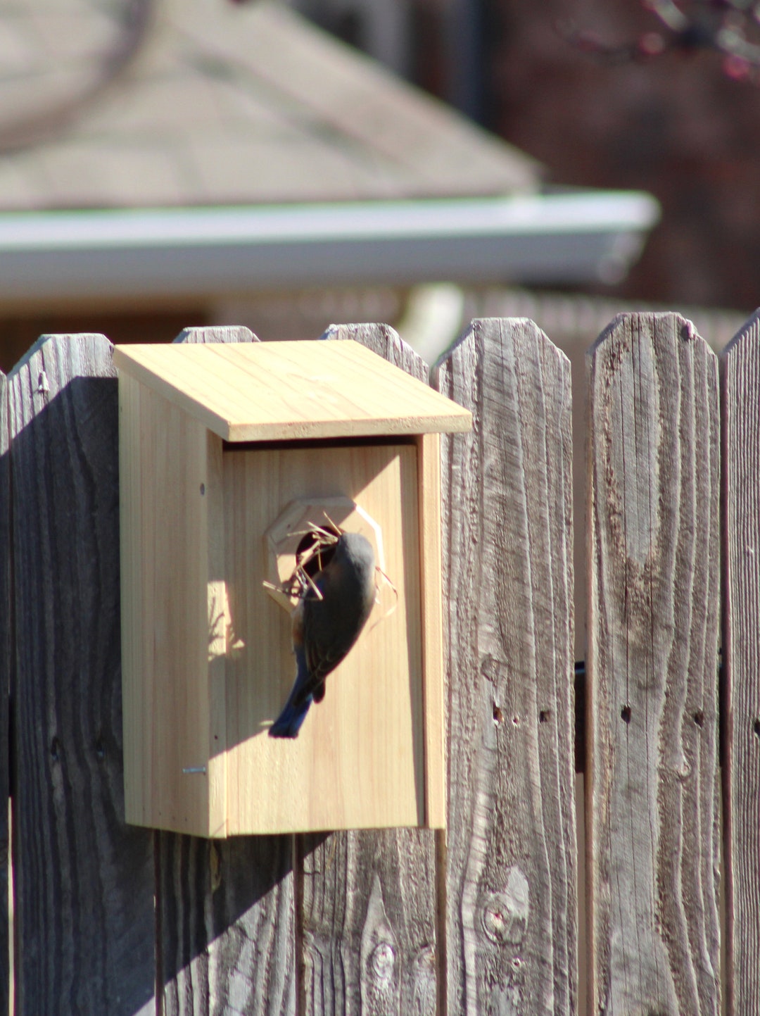 Nesting Box for Western Bluebirds and Mountain Bluebirds With 5"x5 ...