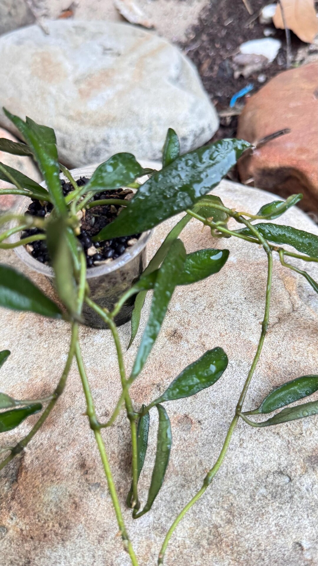 Hoya Lacunosa Green Sword - Etsy