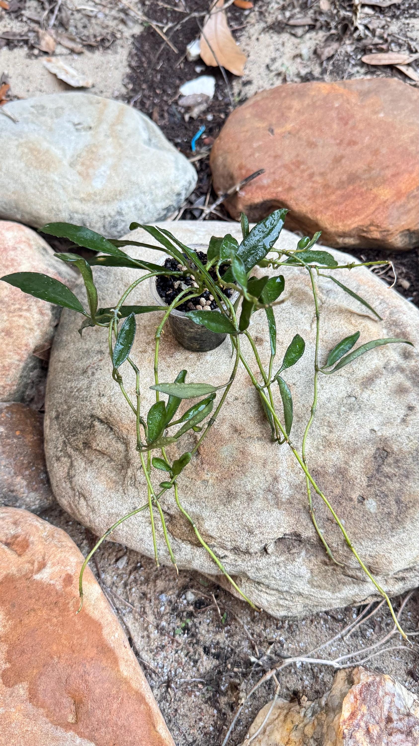 Hoya Lacunosa Green Sword - Etsy