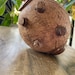 Hand Carved Coconut Piggy Bank – Guamanian Folk Art Display - Etsy