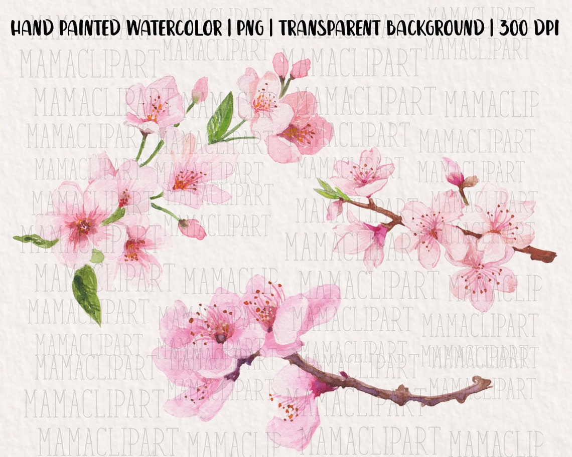 Cherry Blossoms Watercolor Clipart COMMERCIAL USE 12 Cherry | Etsy