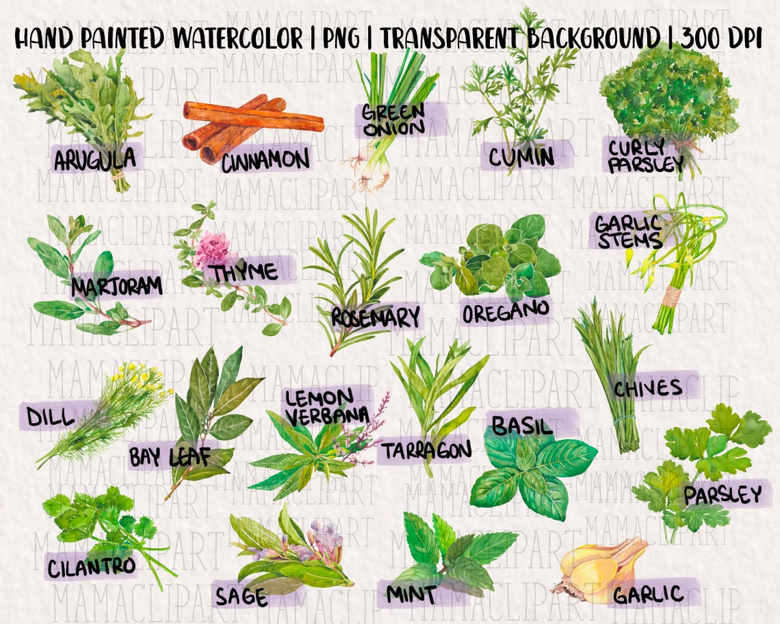 Herbs Spices Watercolor Clipart COMMERCIAL 21 Herbs Spices Clip Art ...