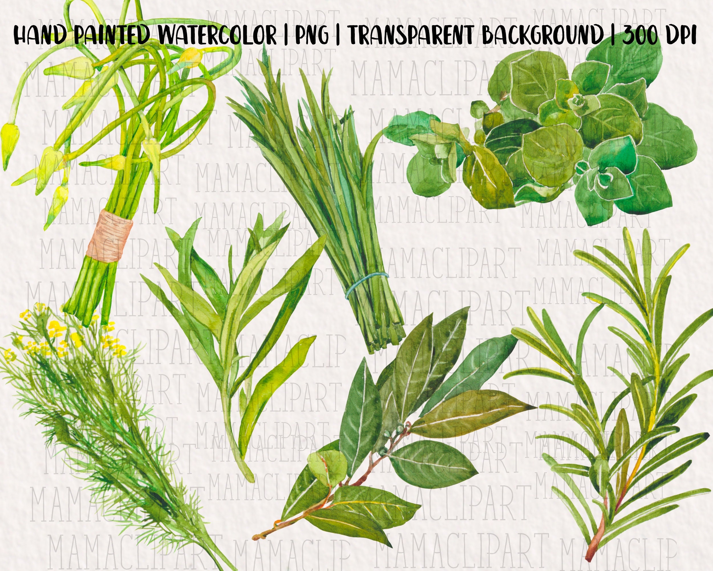 Herbs Spices Watercolor Clipart COMMERCIAL 21 Herbs Spices Clip Art ...
