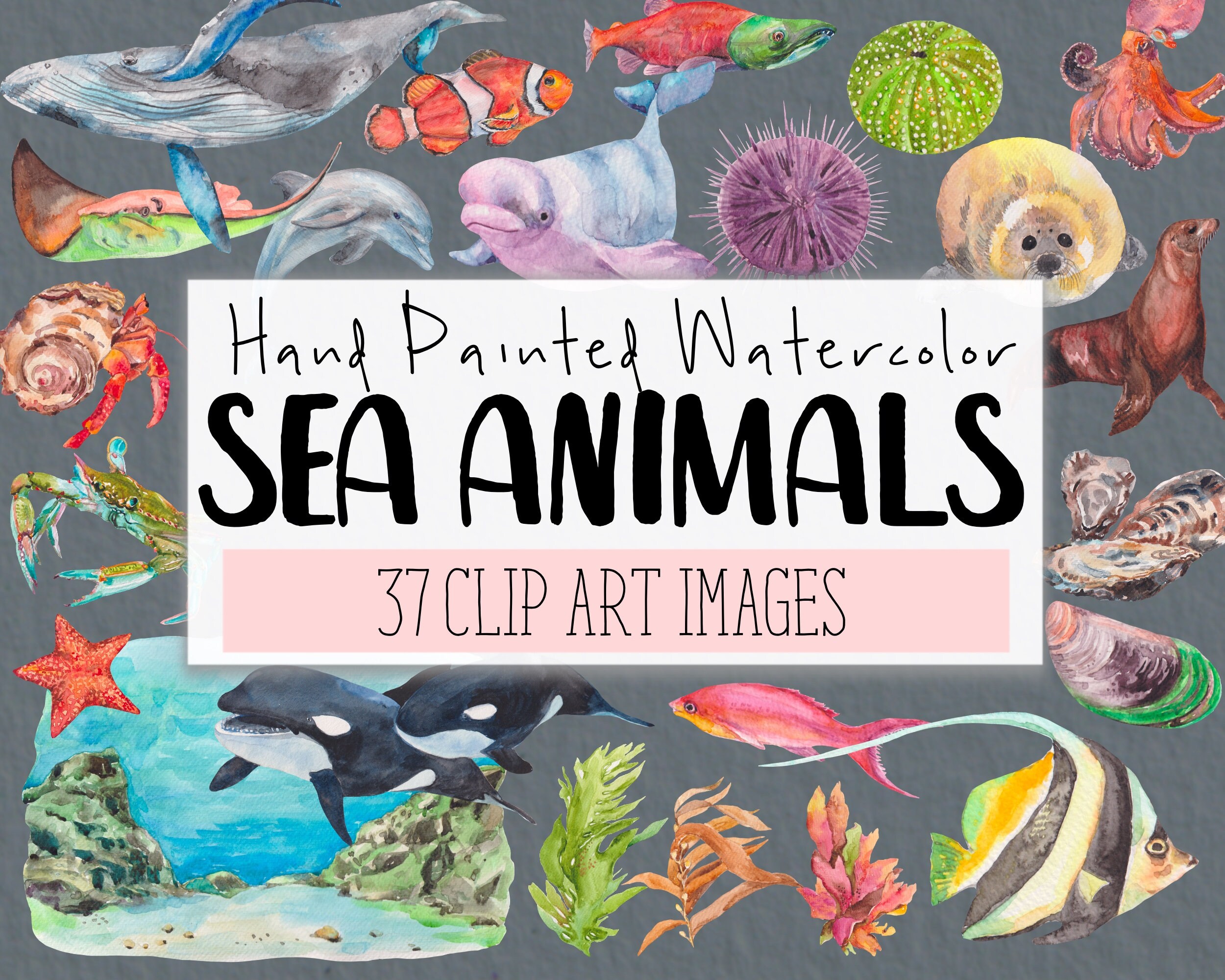 Sea Animals Watercolor Clipart COMMERCIAL 37 Sea Animals & Background ...