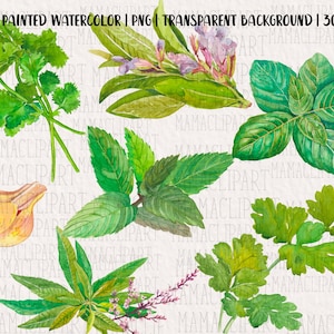 Herbs Spices Watercolor Clipart COMMERCIAL | 21 Herbs Spices Clip Art ...
