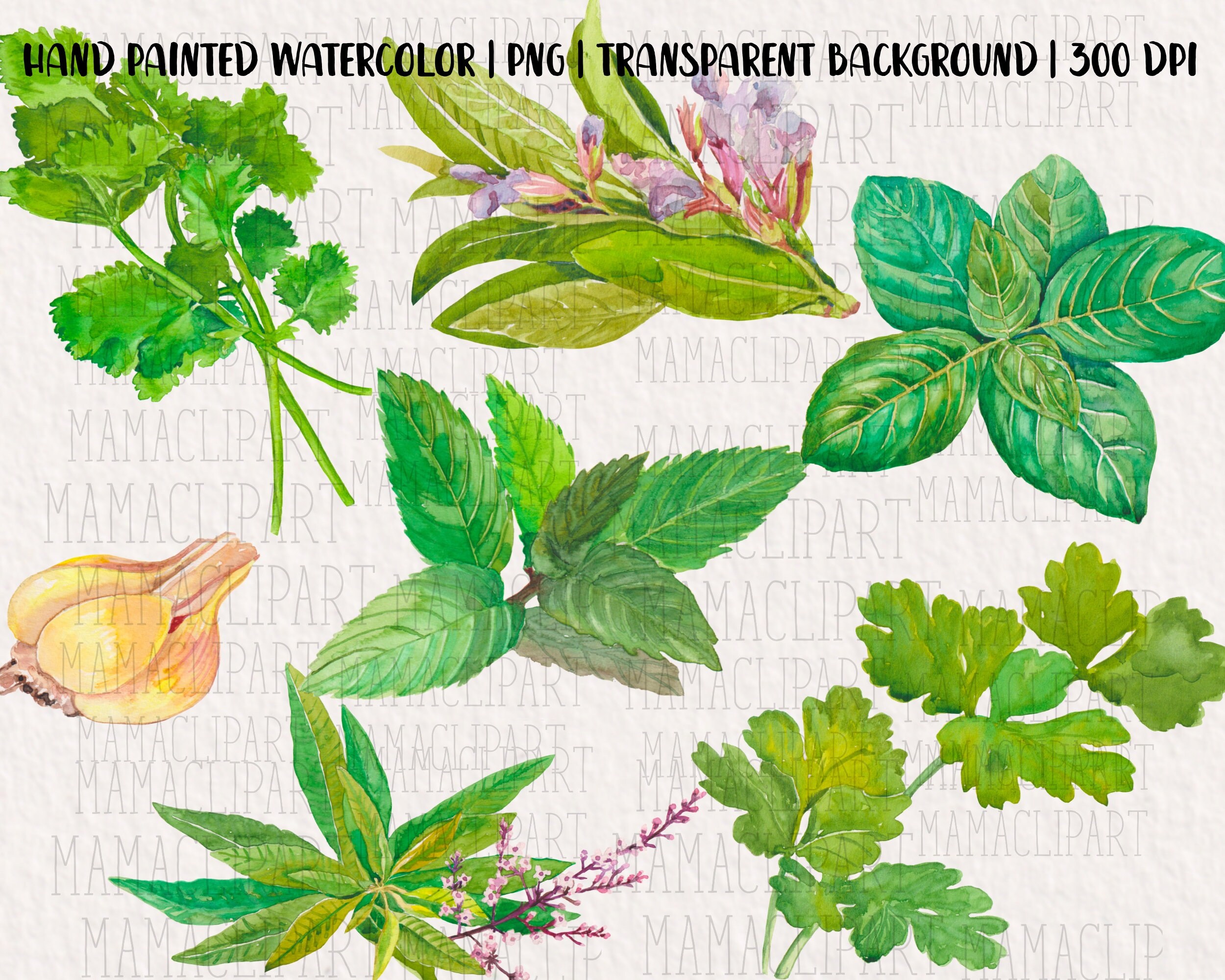 Herbs Spices Watercolor Clipart COMMERCIAL | 21 Herbs Spices Clip Art ...