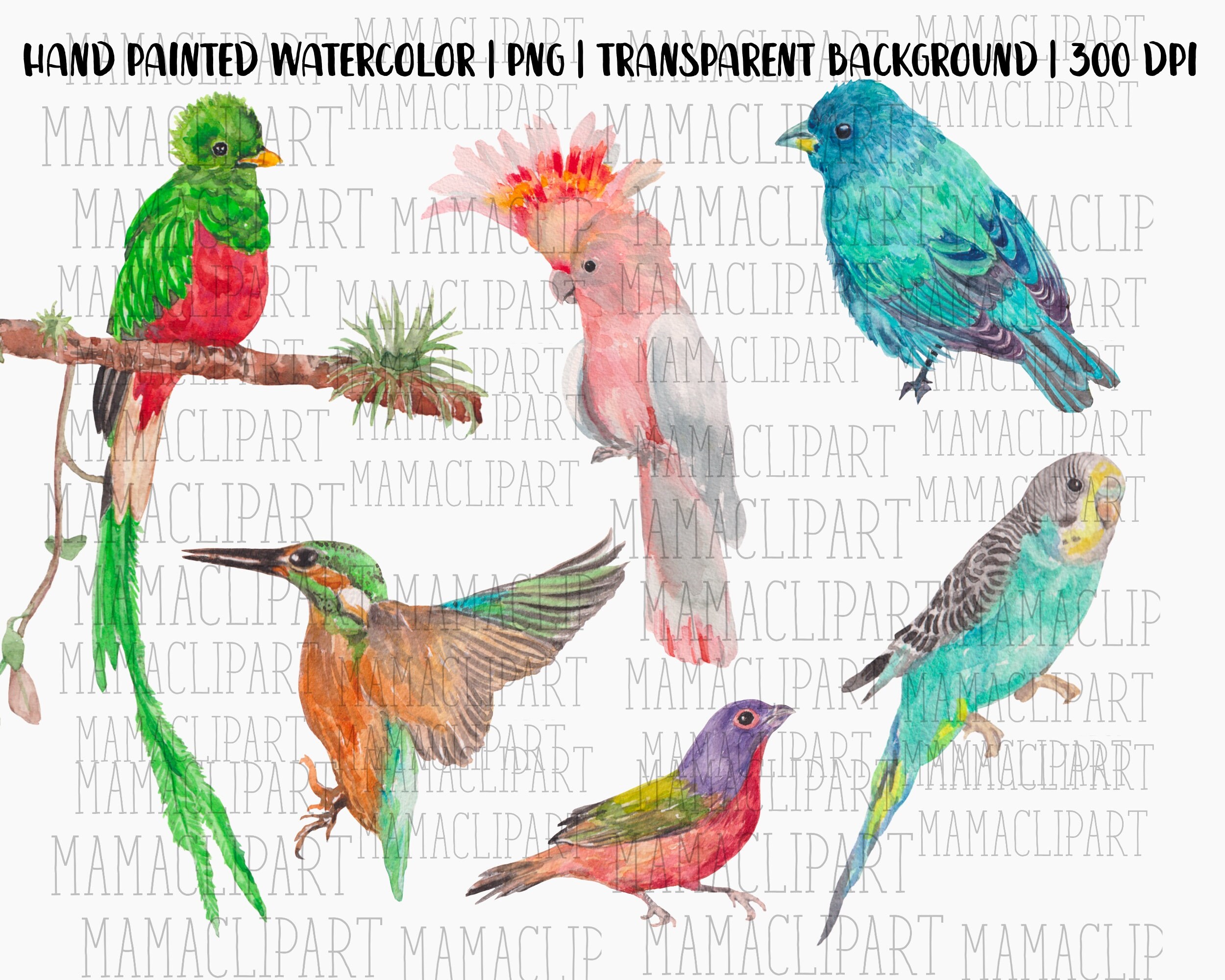 Birds Watercolor Clipart COMMERCIAL 26 Clip Art Images - Etsy
