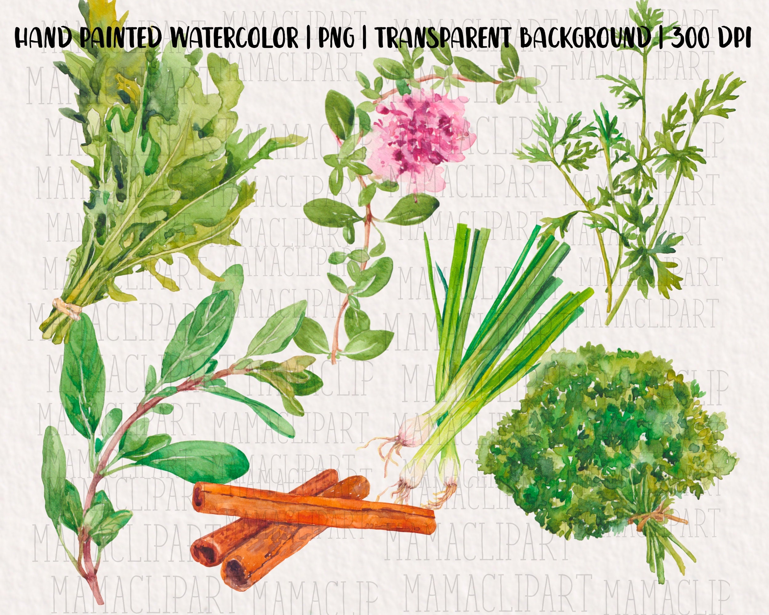 Herbs Spices Watercolor Clipart COMMERCIAL 21 Herbs Spices Clip Art ...