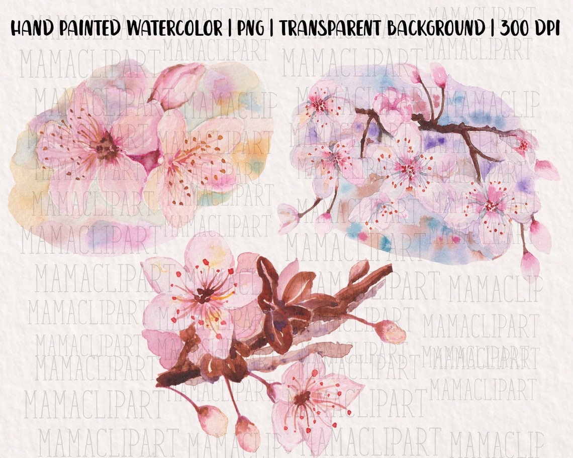 Cherry Blossoms Watercolor Clipart COMMERCIAL USE 12 Cherry | Etsy