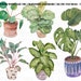 House Plants Watercolor Clipart COMMERCIAL | 22 Indoor Plants Clip Art ...