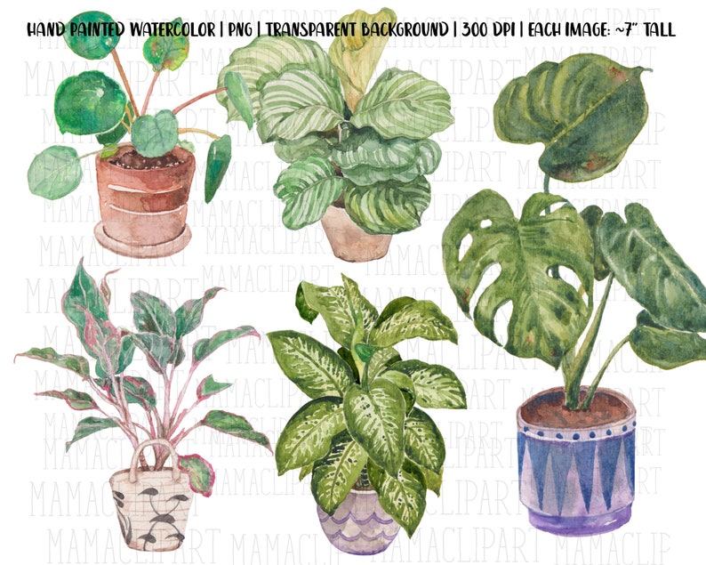 House Plants Watercolor Clipart COMMERCIAL USE 22 Indoor - Etsy