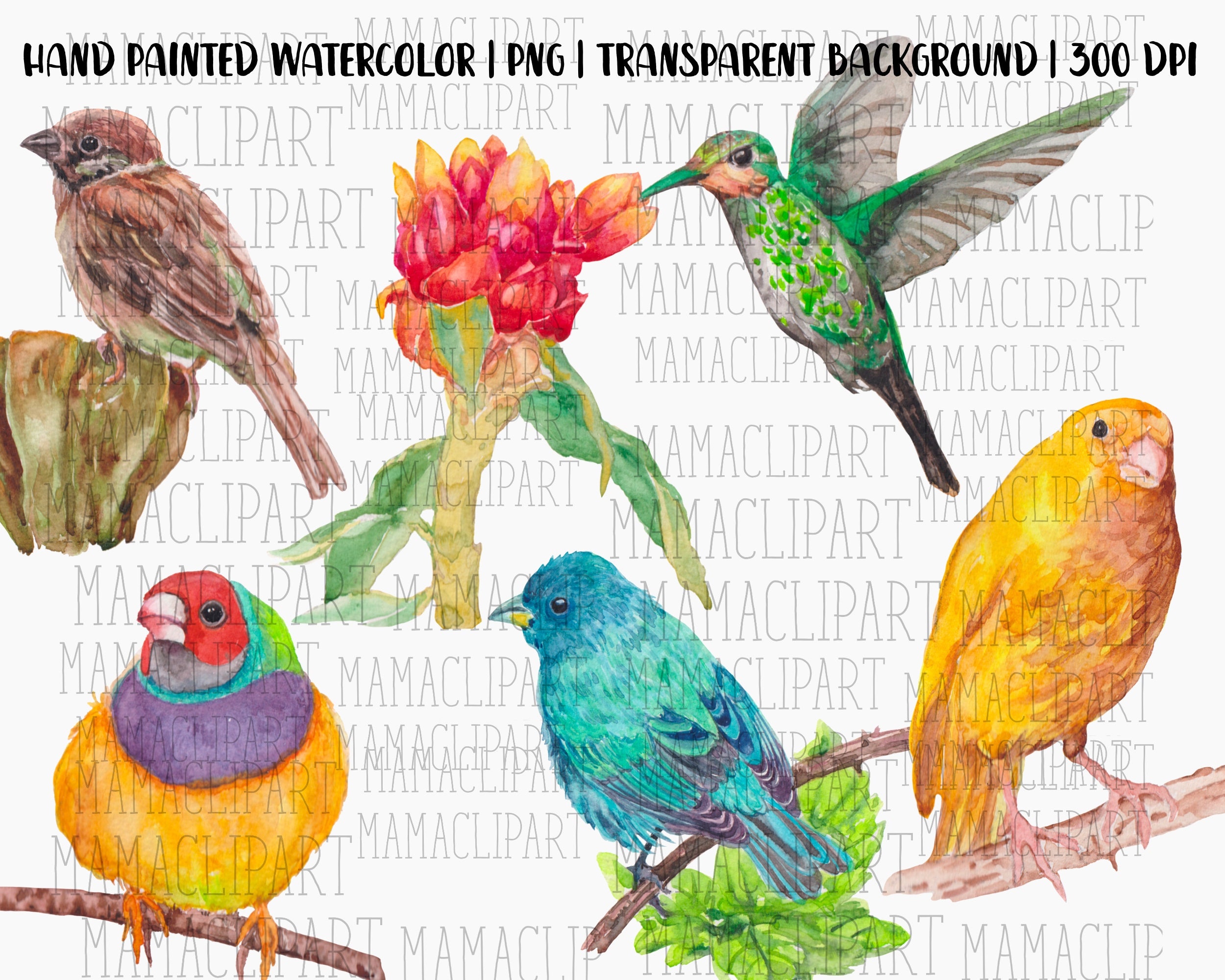 Birds Watercolor Clipart COMMERCIAL 26 Clip Art Images - Etsy