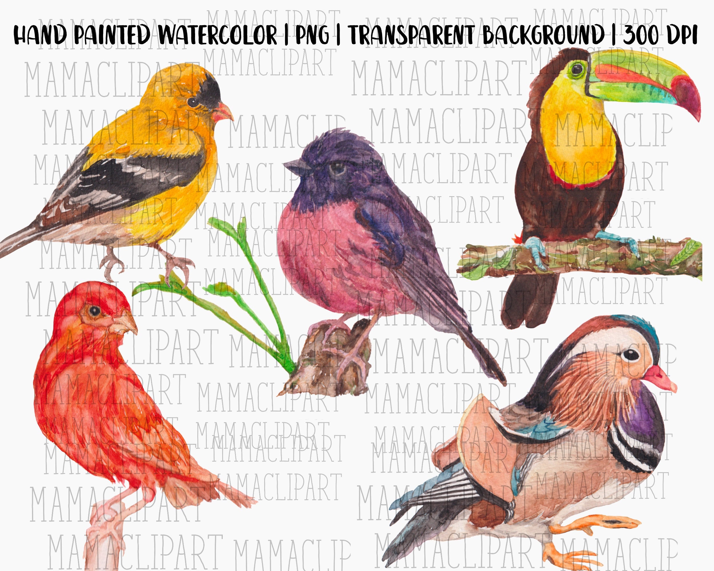 Birds Watercolor Clipart COMMERCIAL 26 Clip Art Images - Etsy