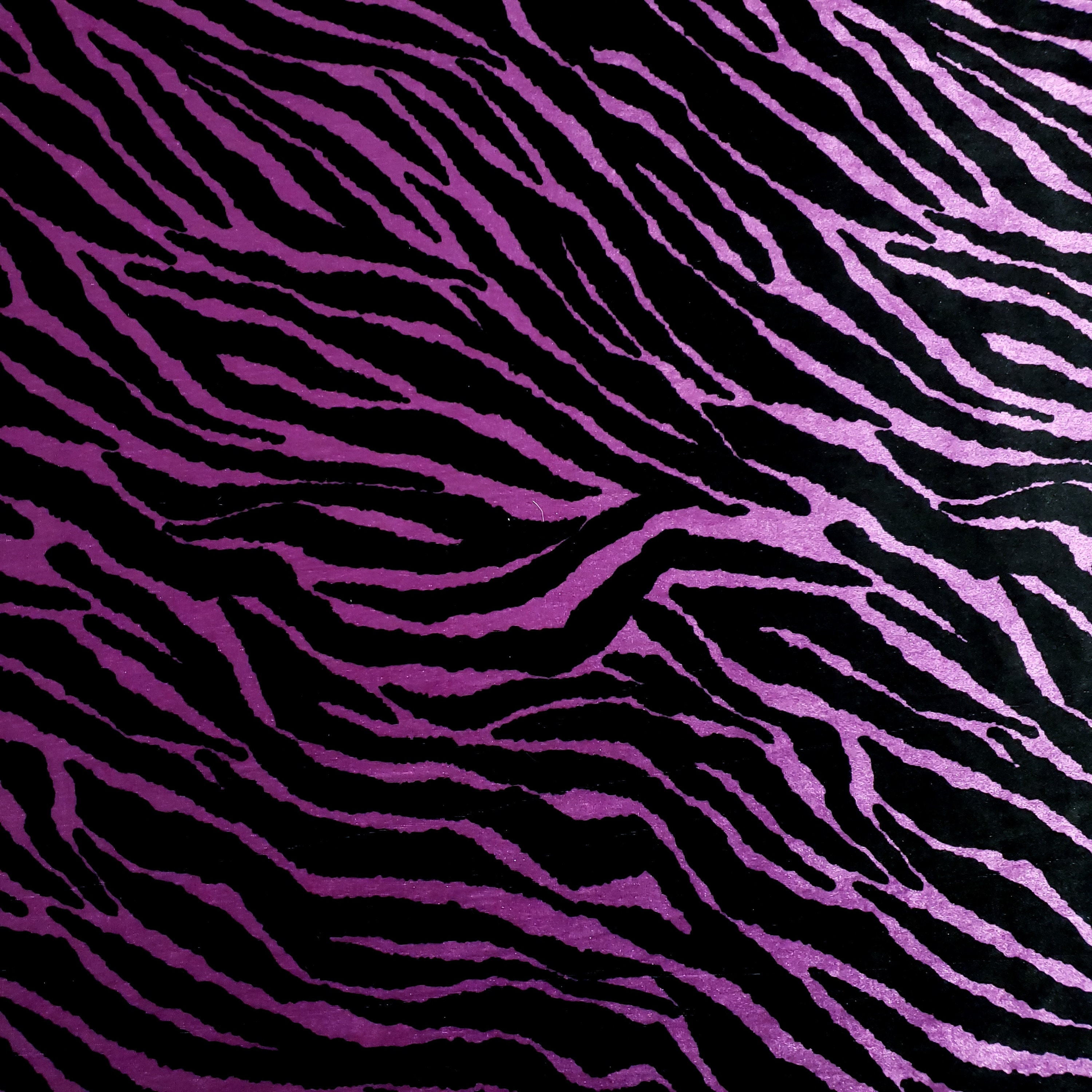 Purple Zebra Stripes