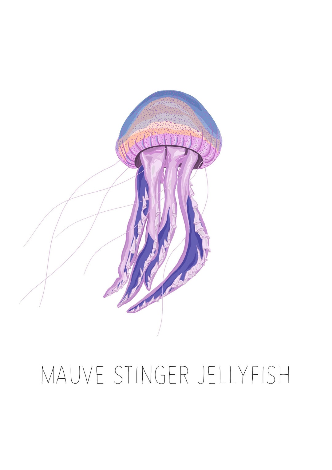 Mauve Stinger Jellyfish Print, Nautical Ocean Poster, Jellyfish Decor ...