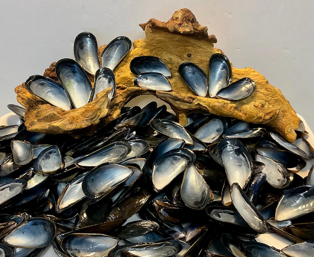 North Devon Mussel Shell Halves - Etsy UK