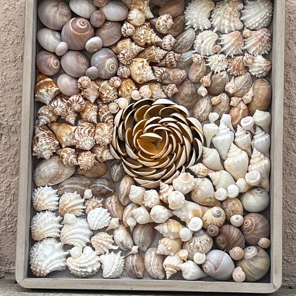 Mosaic Shells - Etsy