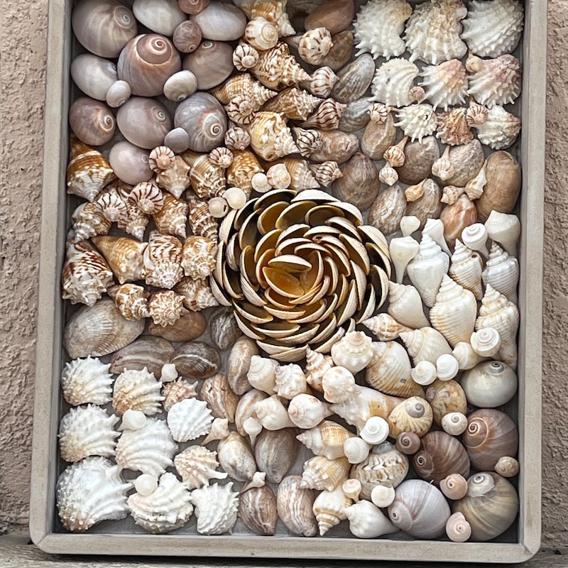 Mosaic Shells - Etsy