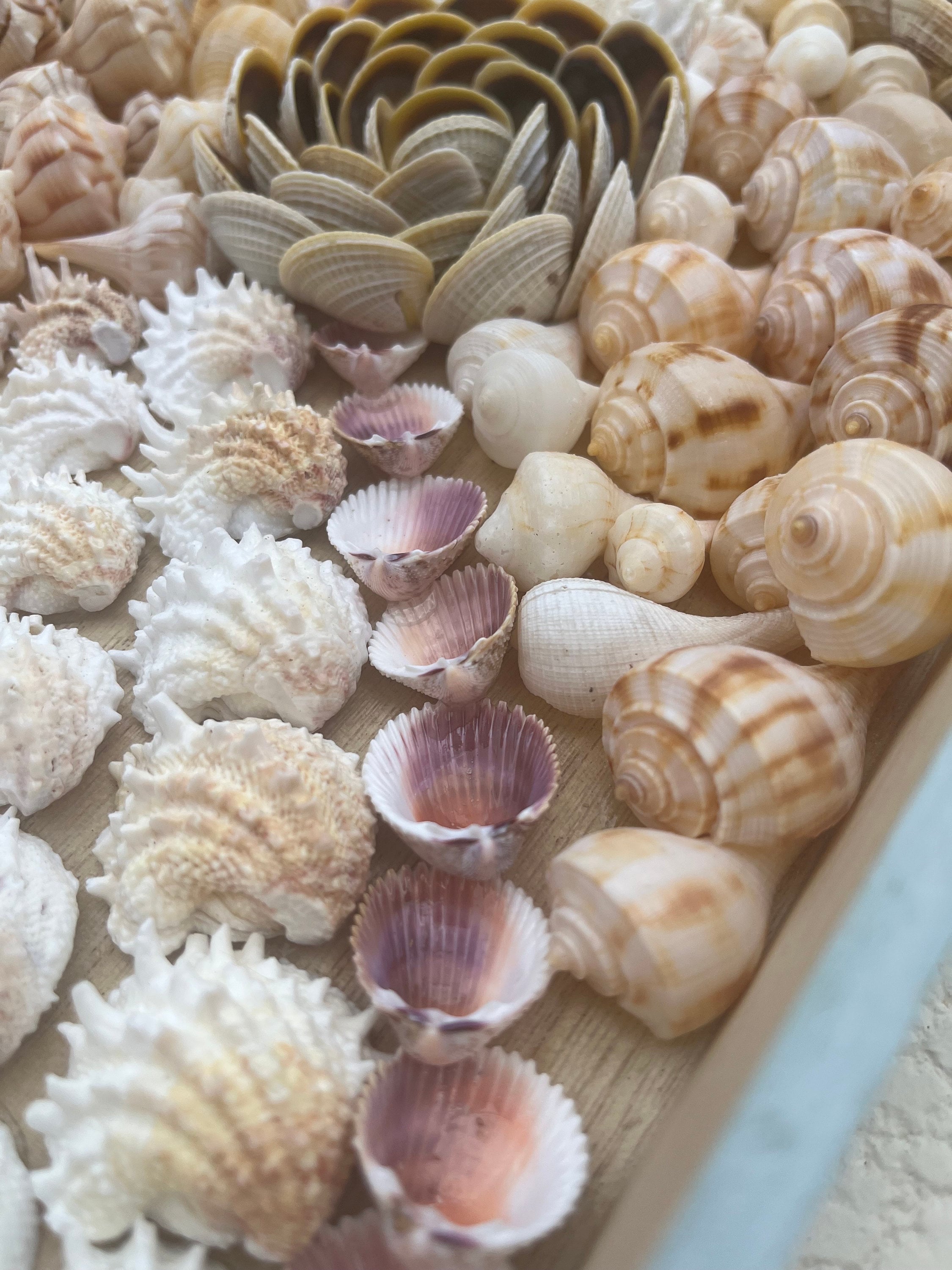 Shell Art Mosaic, Wall Decor - Etsy