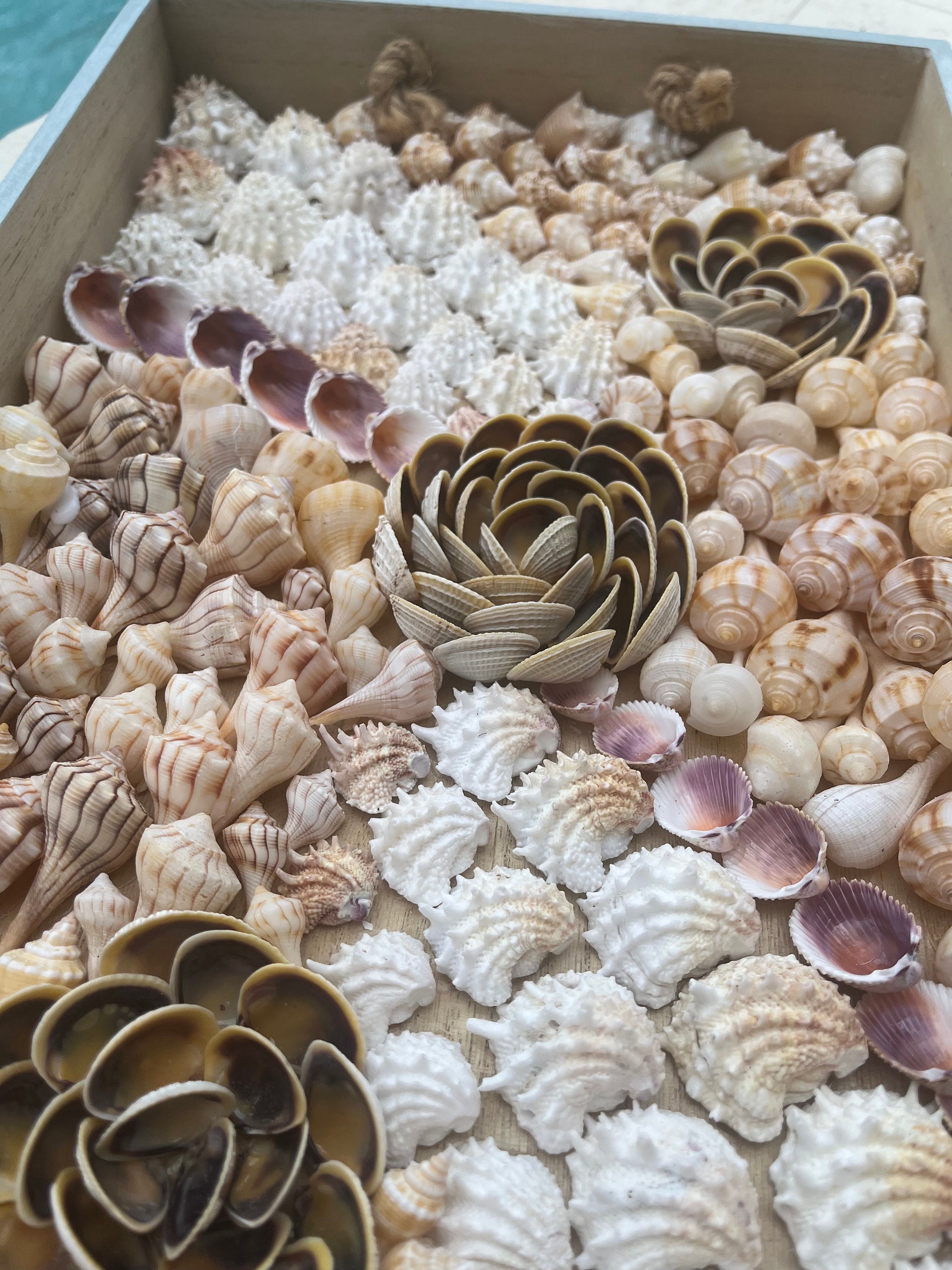 Shell Art Mosaic, Wall Decor - Etsy