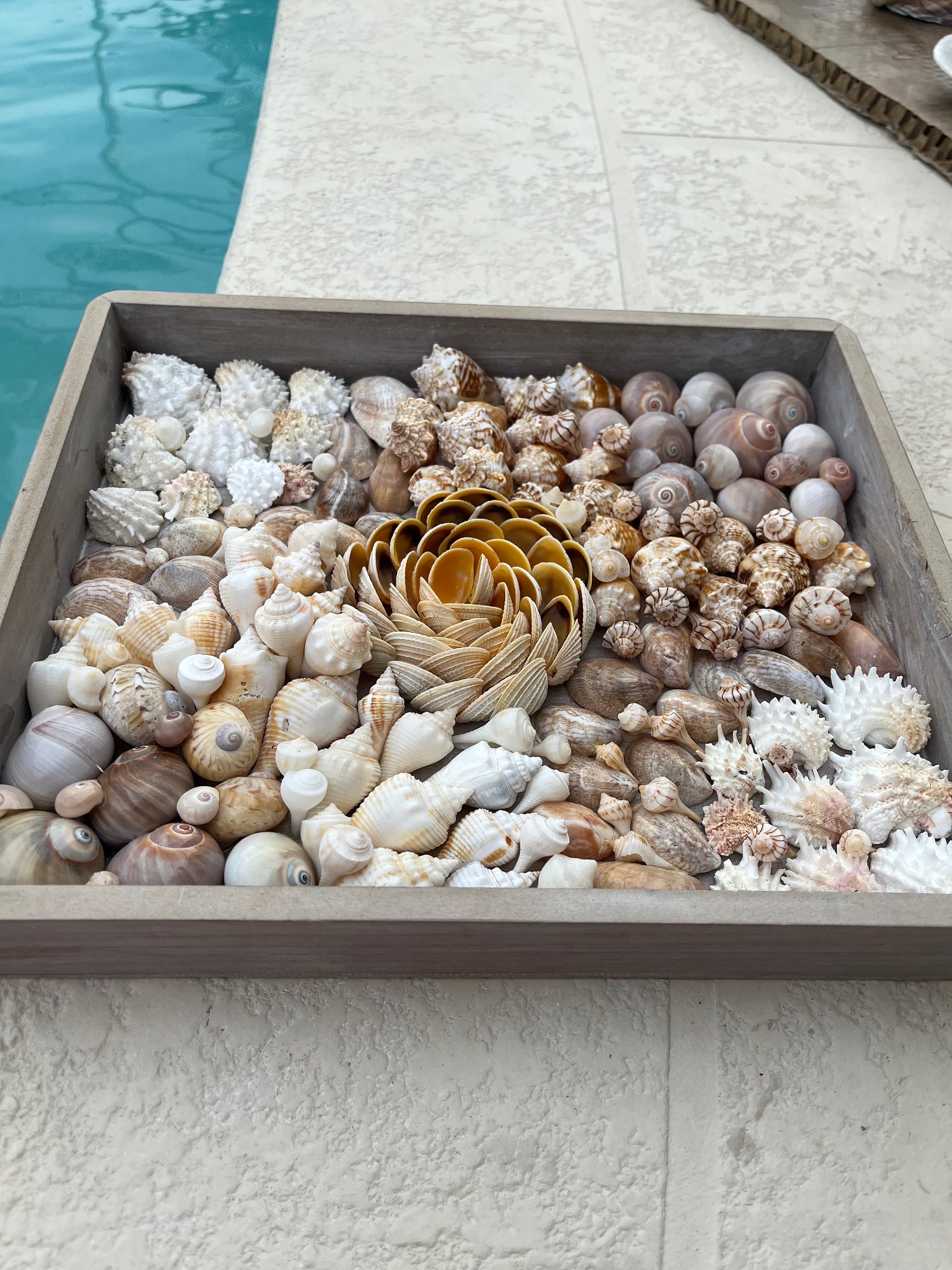 Shell Art Mosaic, Wall Decor - Etsy