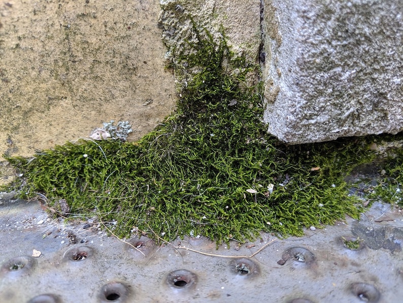 Photo Moss Growing on a Chicago Building - Etsy